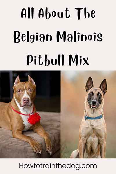 All About The Belgian Malinois Pitbull Mix (Belgian Pitbull) With Pictures