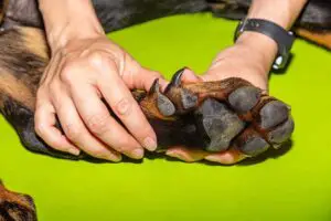 Dog Dewclaws: Purpose, Trimming and Removal
