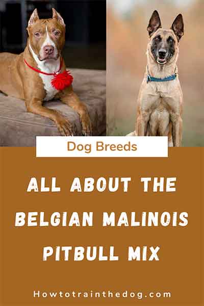 All About The Belgian Malinois Pitbull Mix (Belgian Pitbull) With Pictures