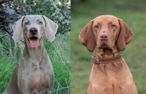 All About The Weimaraner Vizsla Mix (Vizmaraner) With Pictures