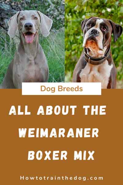 All About The Boxer Weimaraner Mix (Boweimar) With Pictures