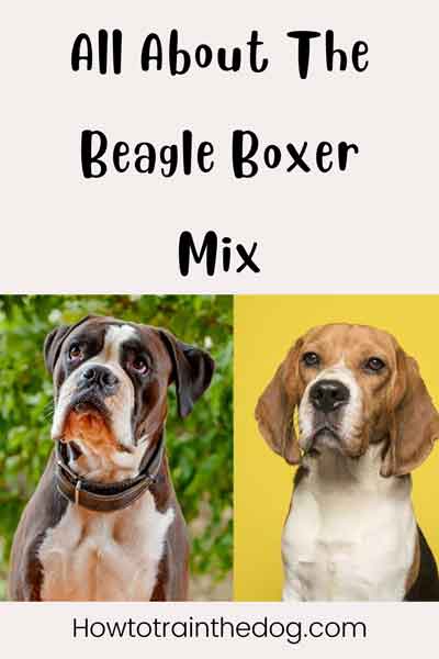 All About The Beagle Boxer Mix (Boggle) With Pictures