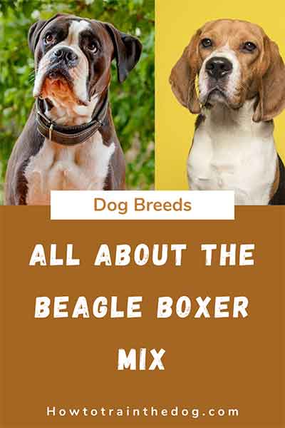 All About The Beagle Boxer Mix (Boggle) With Pictures