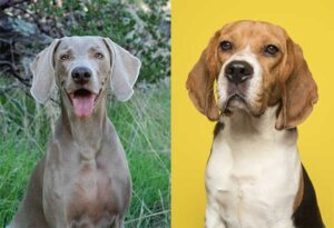 All About The Weimaraner Beagle Mix (Beagiraner) With Pictures