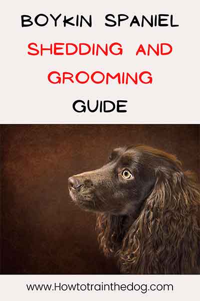 A Guide to Boykin Spaniel Shedding and Grooming