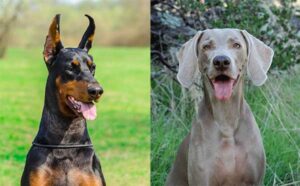 All About The Weimaraner Doberman Mix (Weimarman) With Pictures