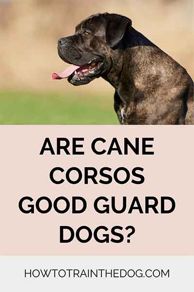 Are Cane Corsos Good Guard Dogs? 7 Key Traits Explained