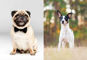All About The Pug Rat Terrier Mix (Puggat) With Pictures