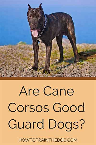 Are Cane Corsos Good Guard Dogs? 7 Key Traits Explained