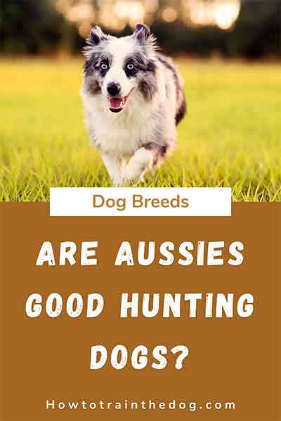 Do Australian Shepherds Make Good Hunting Dogs? Find Out The Truth!