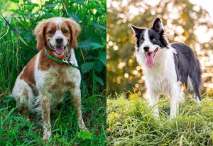 All About The Border Collie Brittany Spaniel Mix (Border Collie Britt ...