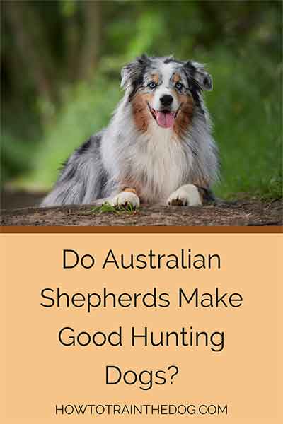 Do Australian Shepherds Make Good Hunting Dogs? Find Out The Truth!