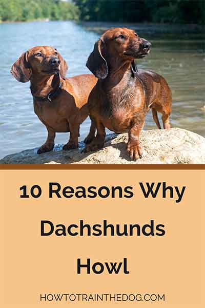 Do Dachshunds Howl? Here Are The Facts