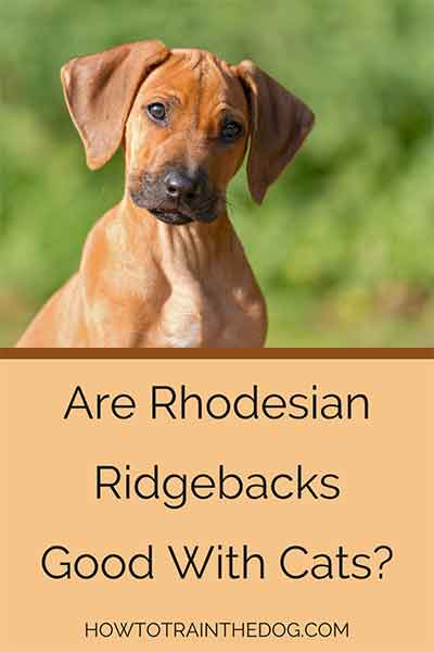 Are Rhodesian Ridgebacks Good With Cats? The Answer Here