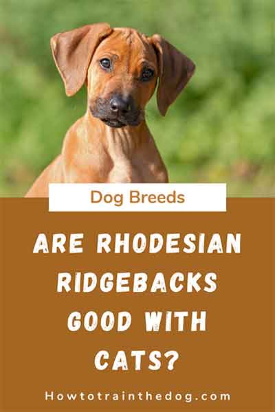 Are Rhodesian Ridgebacks Good With Cats? The Answer Here