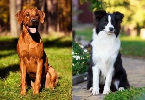 All About The Rhodesian Ridgeback Border Collie Mix (Rhodesian Collie ...