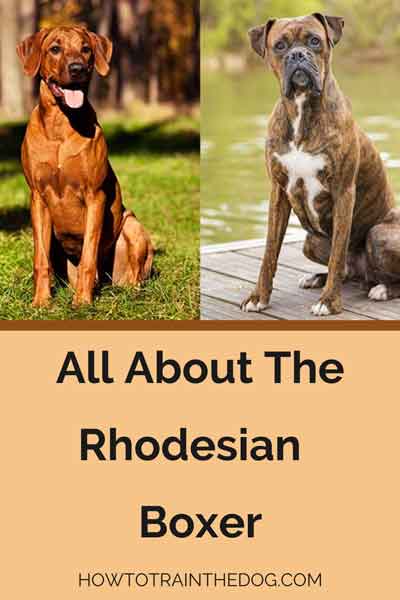 All About The Rhodesian Ridgeback Boxer Mix (With Pictures)