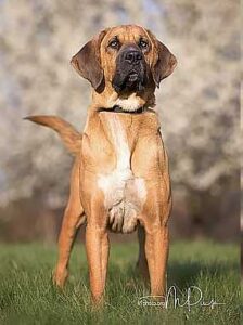All About The Rhodesian Ridgeback Mastiff Mix (With Pictures)