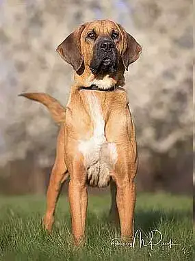 Rhodesian Ridgeback Mastiff Mix