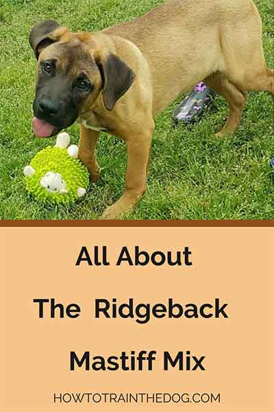 All About The Rhodesian Ridgeback Mastiff Mix (With Pictures)