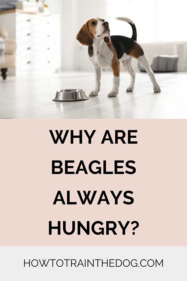 Why Are Beagles Always Hungry? [Causes & Things To Do]