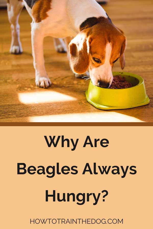 Why Are Beagles Always Hungry? [Causes & Things To Do]