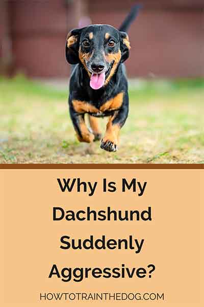 Why Is My Dachshund Suddenly Aggressive? What Can I Do?