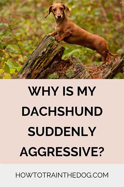 Why Is My Dachshund Suddenly Aggressive? What Can I Do?
