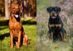 All About The Rhodesian Ridgeback Rottweiler Mix (With Pictures)
