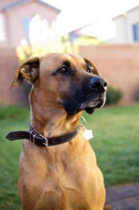All About The Rhodesian Ridgeback Great Dane Mix (With Pictures)