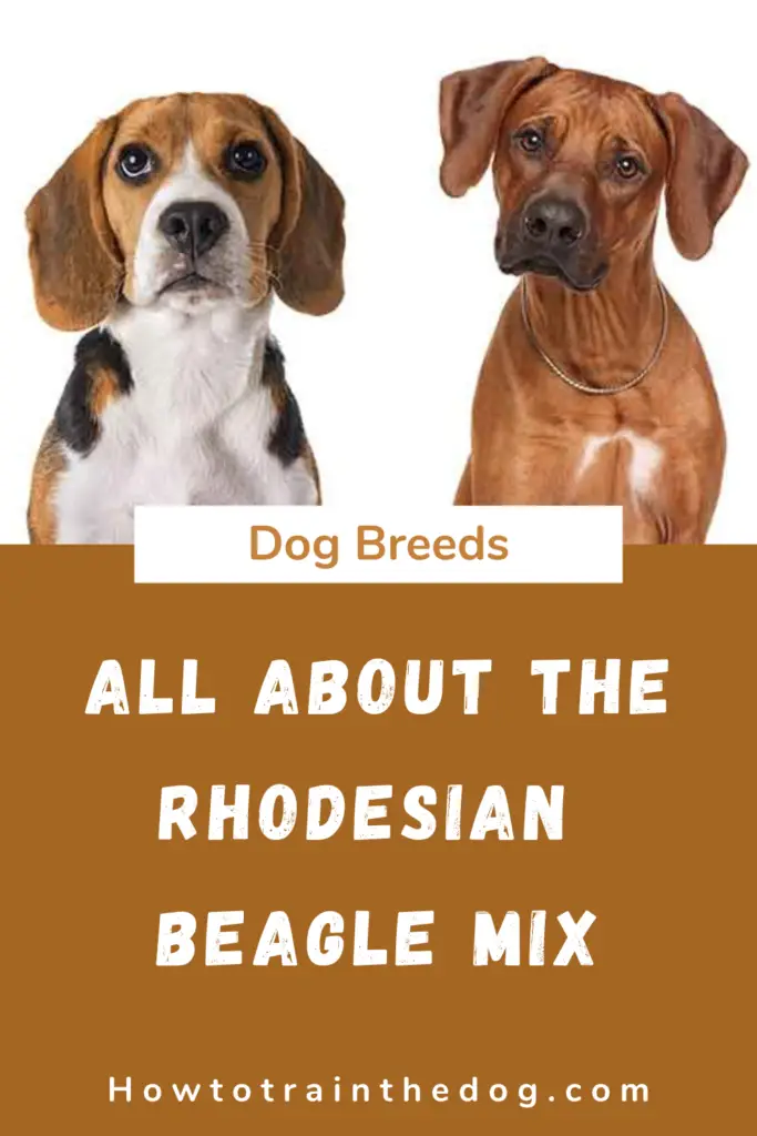 All About The Rhodesian Ridgeback Beagle Mix (With Pictures)