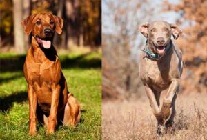 All About The Rhodesian Ridgeback Weimaraner Mix (With Pictures)