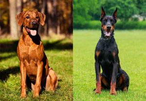 All About The Rhodesian Ridgeback Doberman Mix (With Pictures)