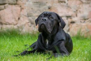 Are Cane Corso Dogs Dangerous? (Should I Go Ahead and Adopt One?)
