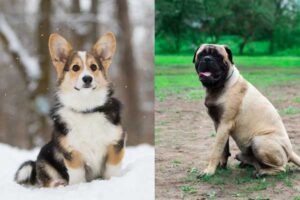 All About The Mastiff Corgi Mix (With Pictures)