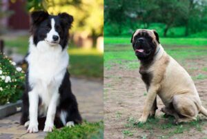 All About the Border Collie Mastiff Mix (With Pictures)