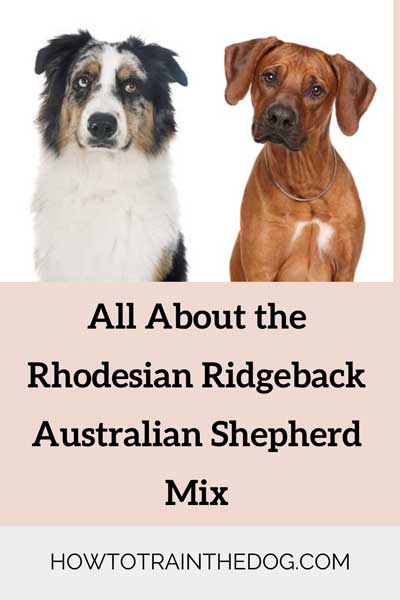 All About The Rhodesian Ridgeback Australian Shepherd Mix