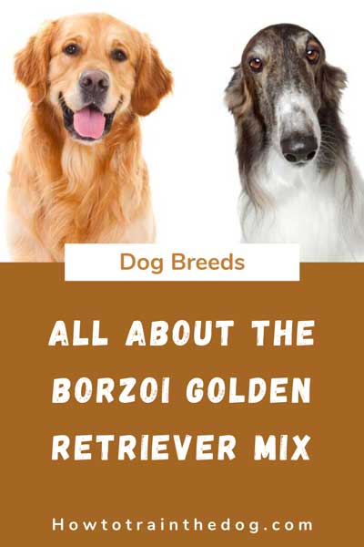 All About The Borzoi Golden Retriever Mix (Golden Borz)