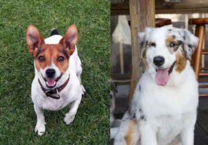 All About The Jack Russell Australian Shepherd Mix (With Pictures)