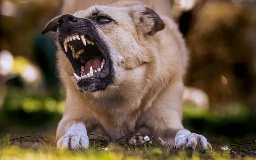 Dog Attack Statistics by Breed: What Los Angeles Victims Need to Know